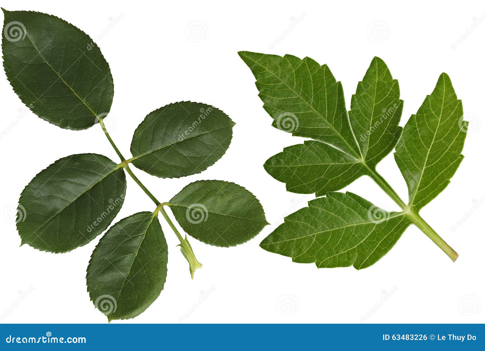 Red Rose And Leaf White Paper Texture Wallpaper Isolated White ...