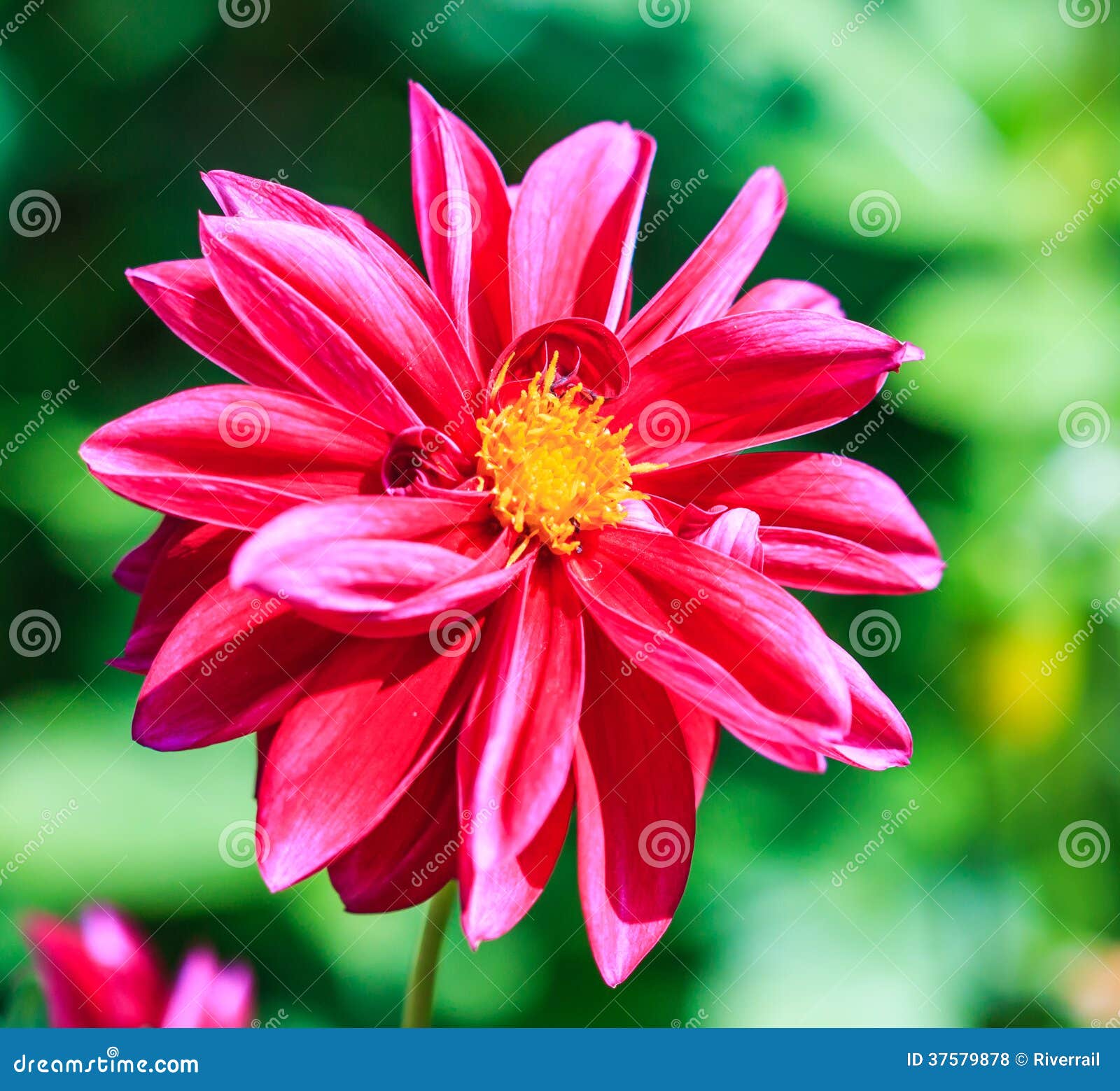 Dahlia rouge photo stock. Image du tête, automne, jardinage - 37579878