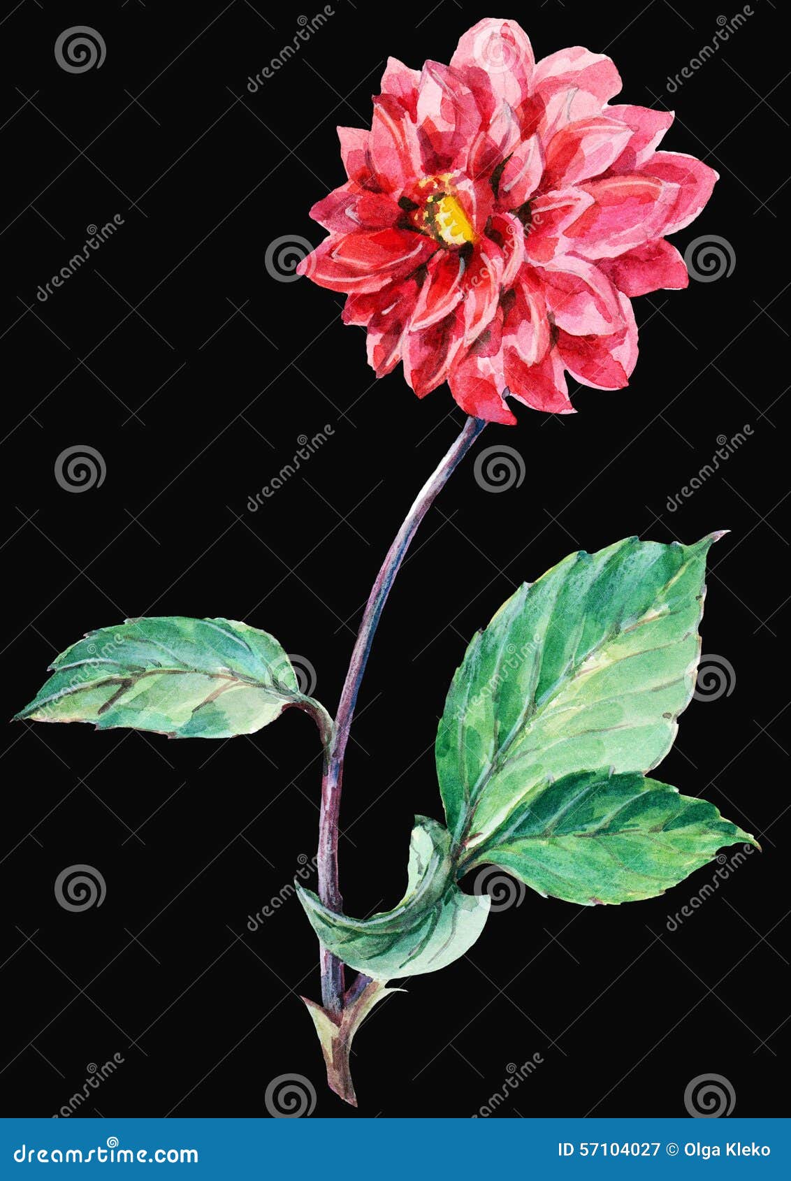 Dahlia rouge, aquarelle illustration stock. Illustration du branchement ...