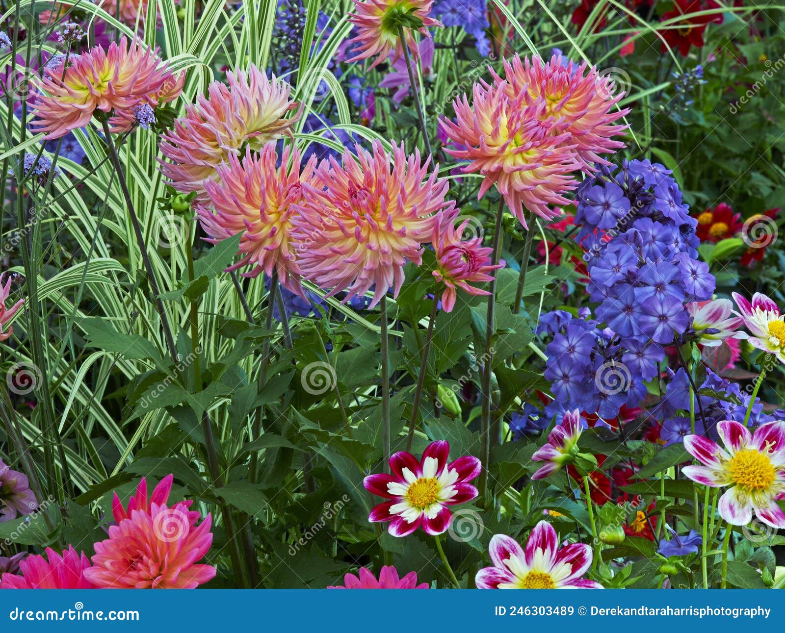 Dahlias in Colourful Border Stock Image - Image of close, july: 246303489