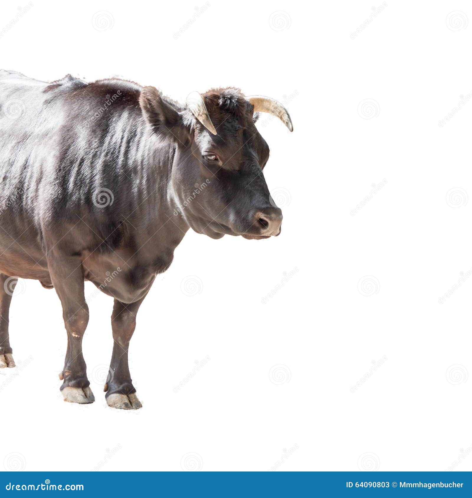 Smallest Bull In The World