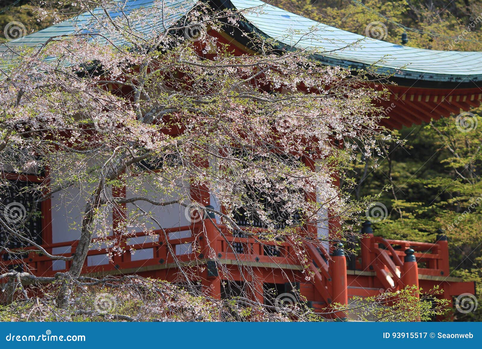 Daigoji Temple Japanese Blooming Cherry Editorial Photography - Image ...