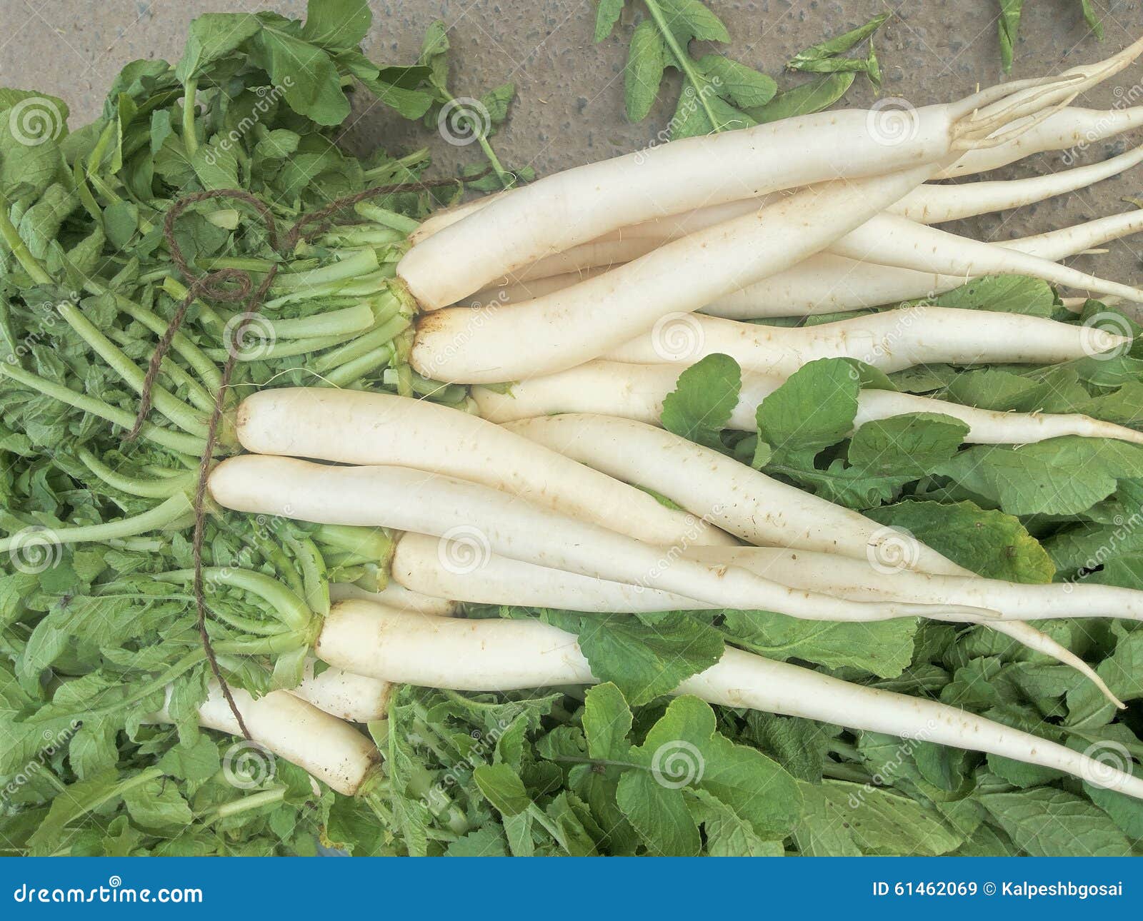 Daikon stock image. Image of vegetable, close, daikon - 61462069