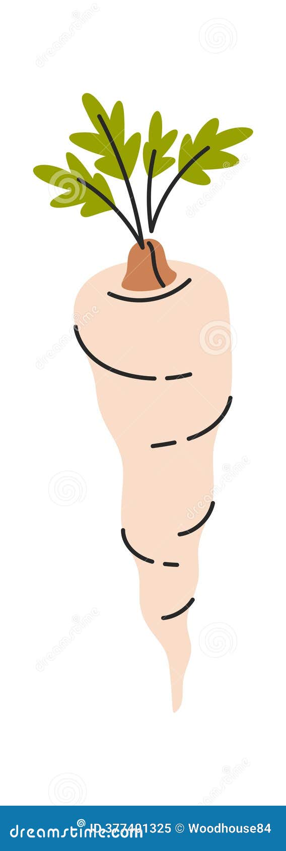 Daikon, Japanese Radon, White Chinese Radish, Mooli, Sweet Radish ...