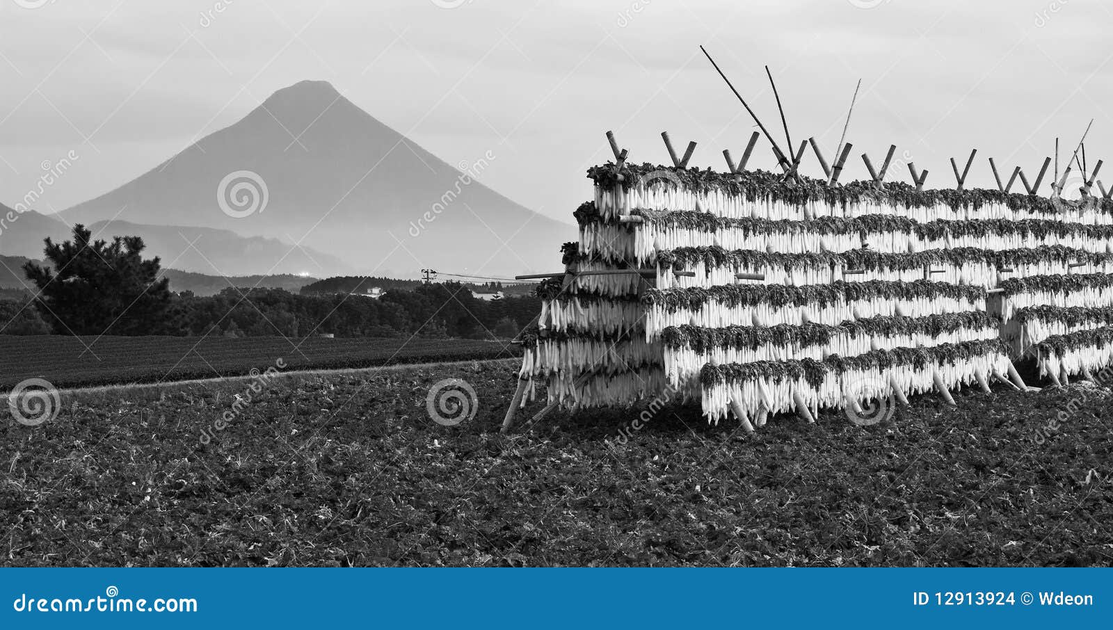 Daikon Radish Drying On Racks Royalty-Free Stock Image | CartoonDealer ...