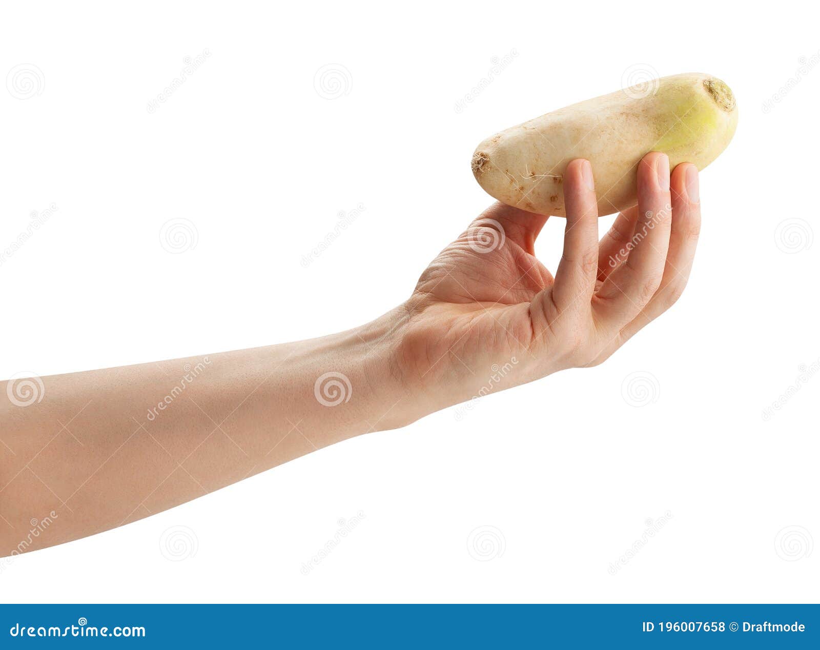 Daikon radish in hand stock photo. Image of closeup - 196007658