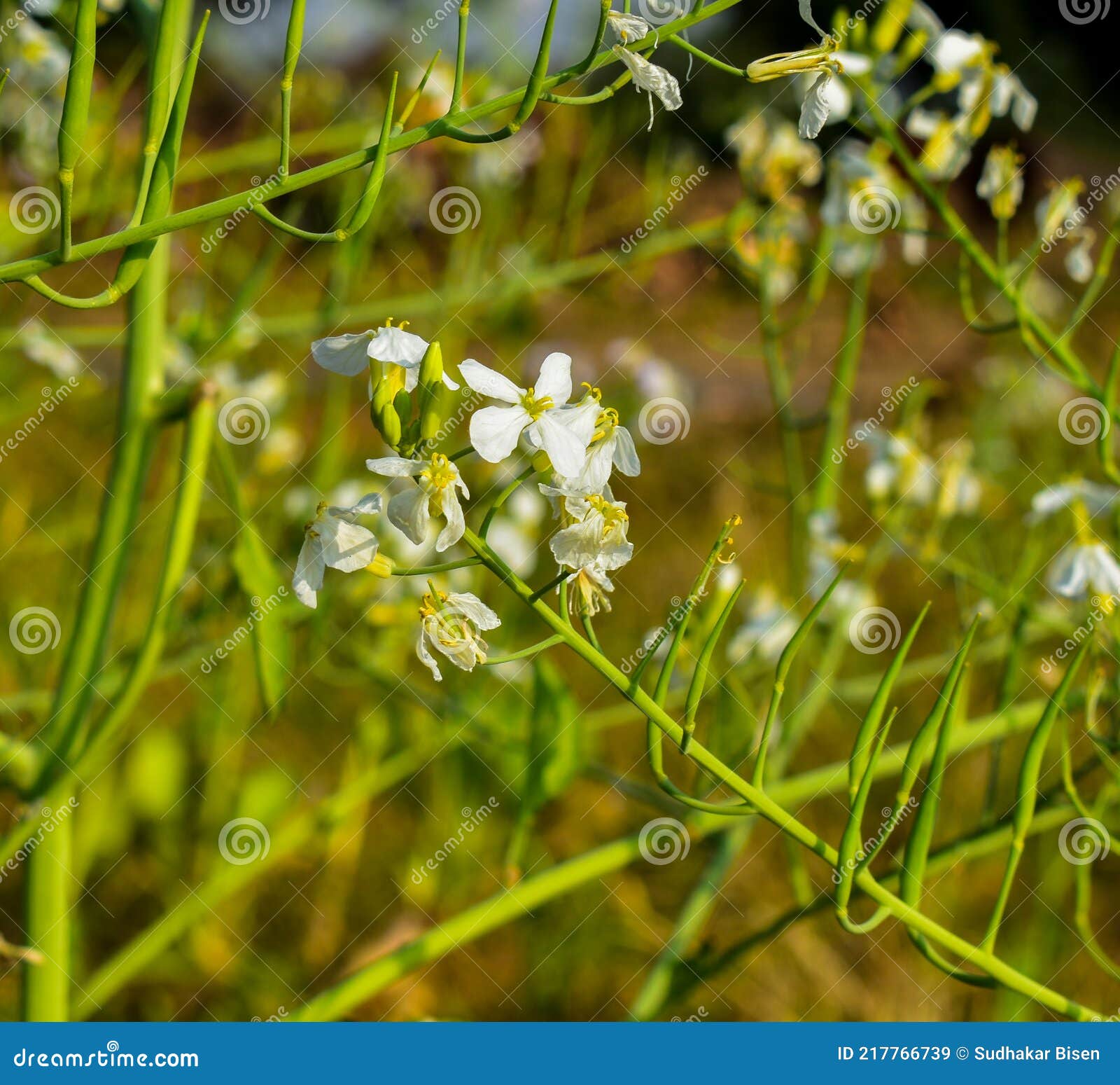 Beautiful Daikon Radish or Raphanus Sativus Flower in the Garden. Stock ...