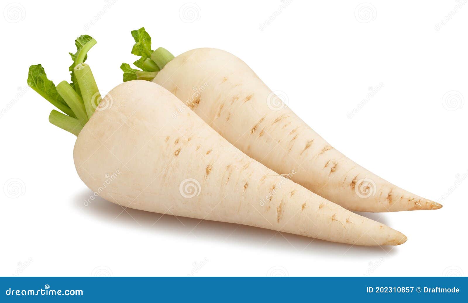 Daikon Rettich stockbild. Bild von reif, stapel, gemüse - 202310857