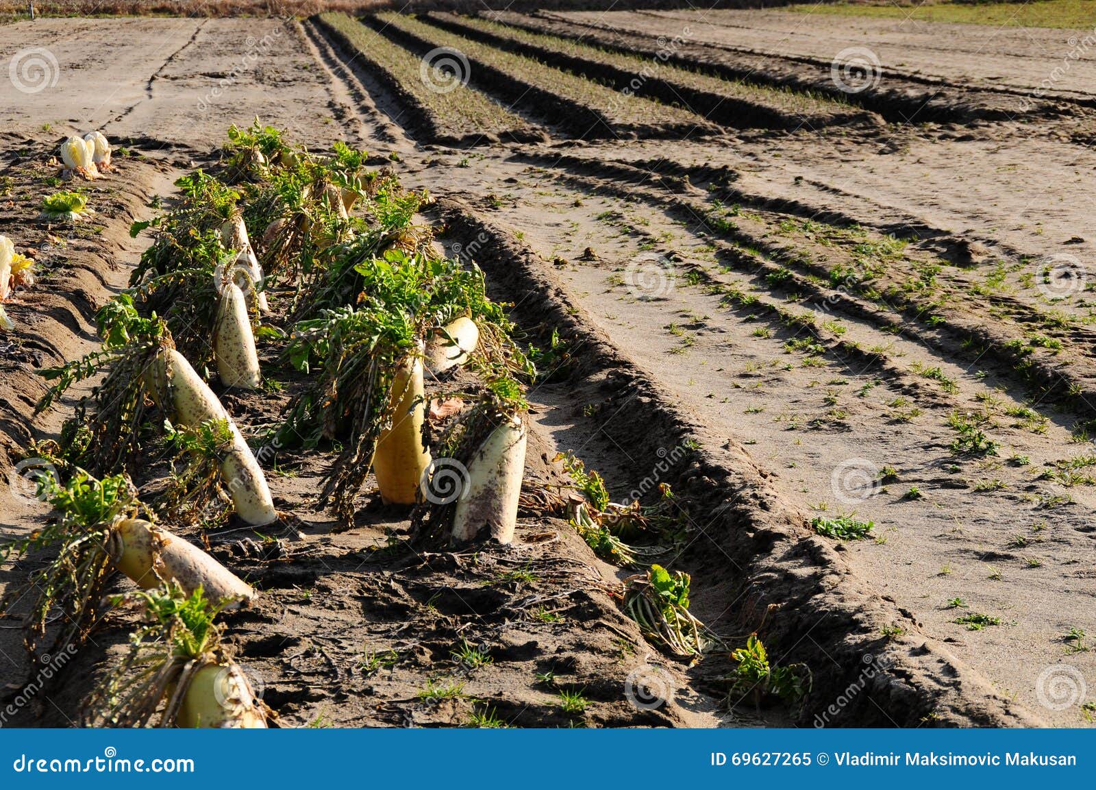 Daikon Vegetable field stock image. Image of japan, vegetable - 69627265