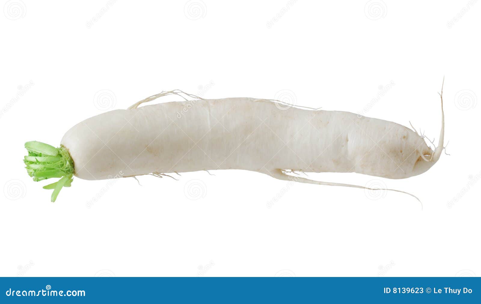 Daikon White Radish stock image. Image of fresh, vegetarian - 8139623