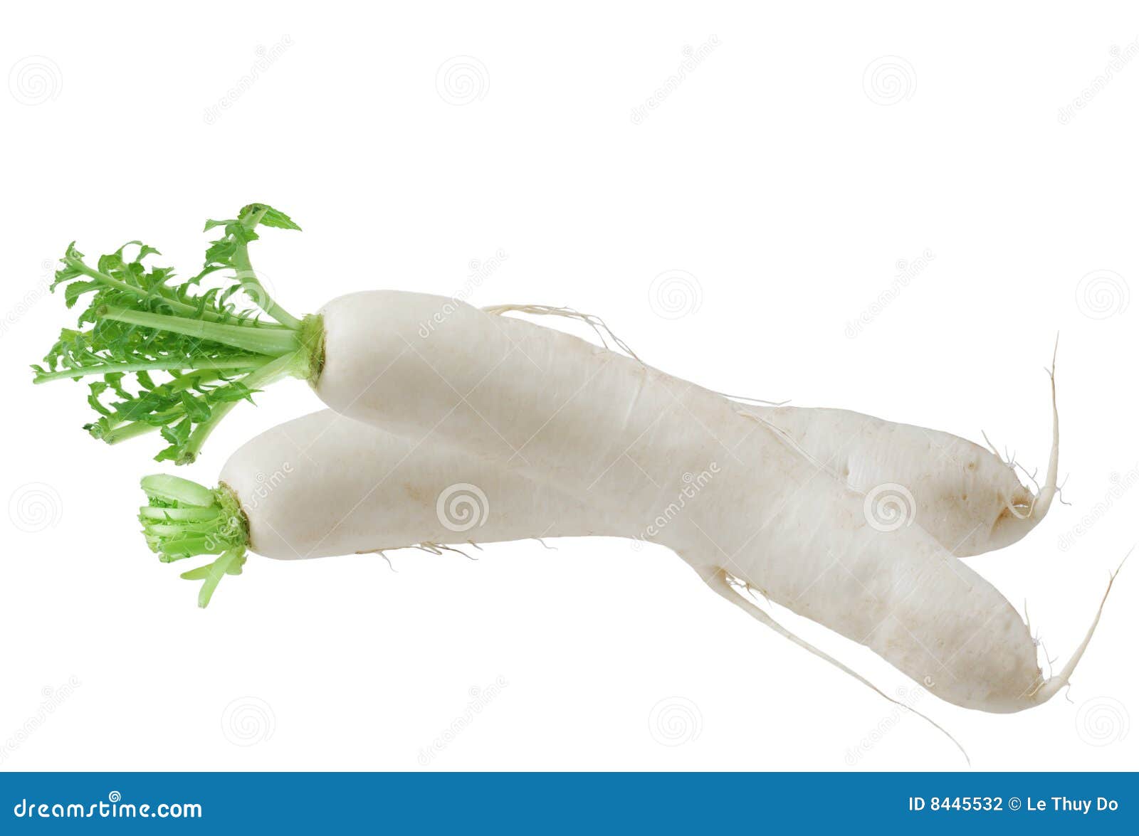 Daikon White Radish stock photo. Image of radish, isolated - 8445532