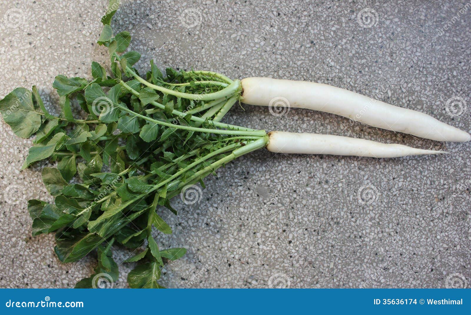 Daikon, witte radijs stock foto. Image of bedbed, wortel - 35636174