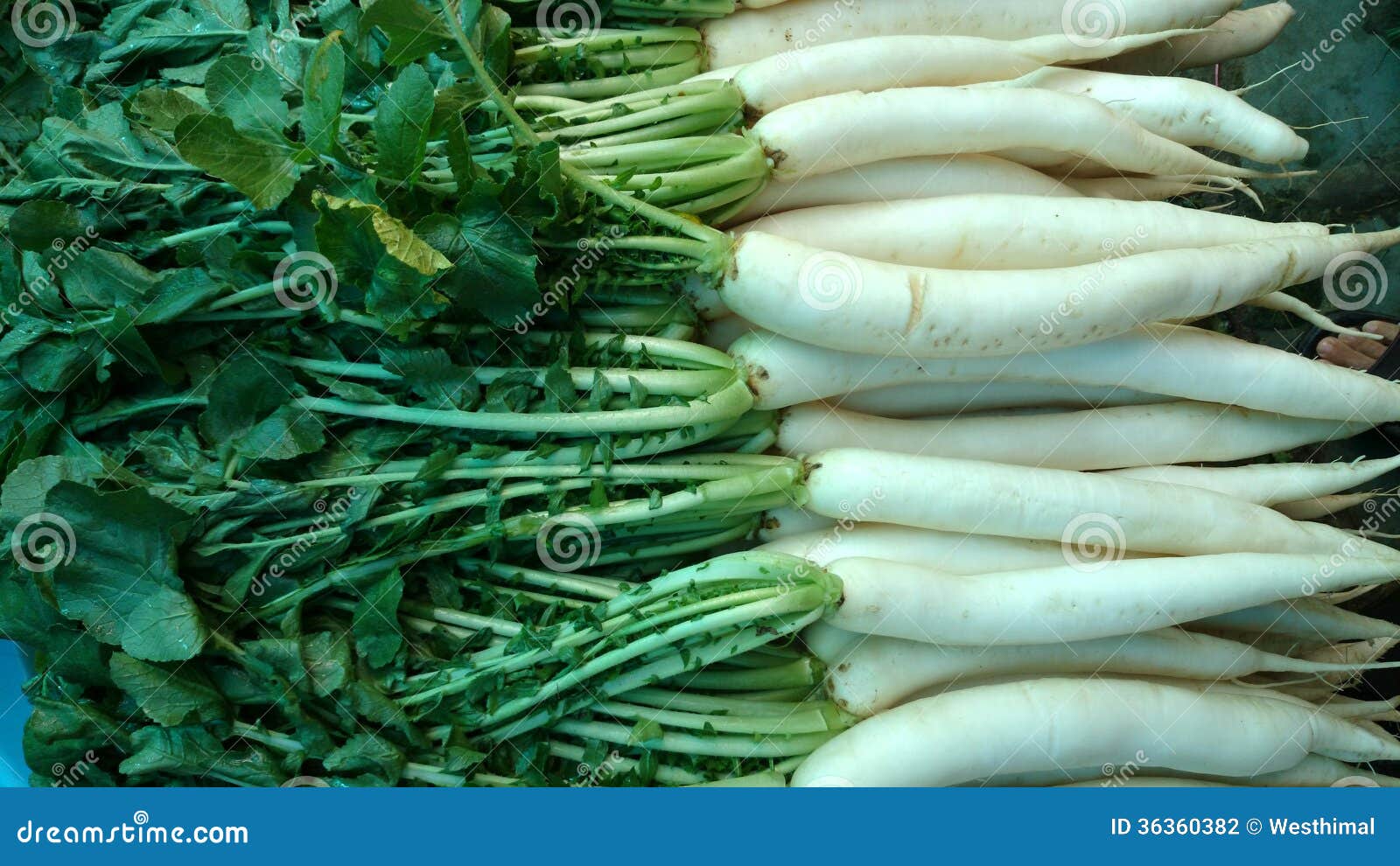 Daikon, witte radijs stock foto. Image of plantaardig - 36360382