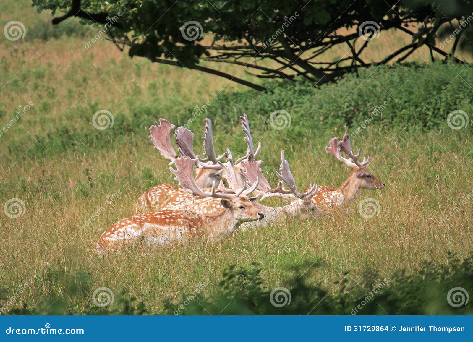 Daini fotografia stock. Immagine di corna, erba, maschio - 31729864