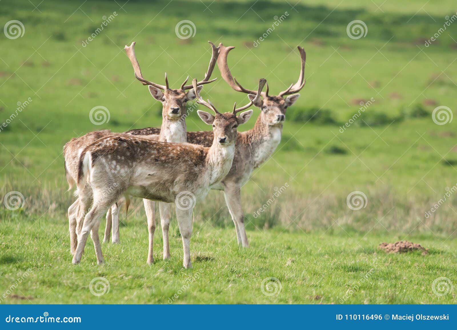 Daini, dama dama fotografia stock. Immagine di animale - 110116496