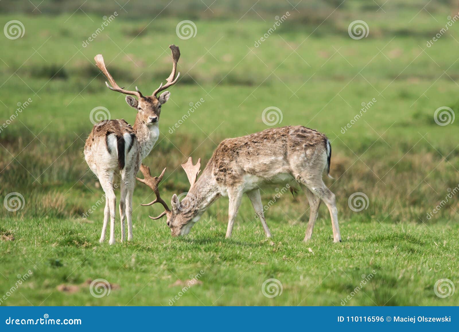 Daini, dama dama fotografia stock. Immagine di aratura - 110116596