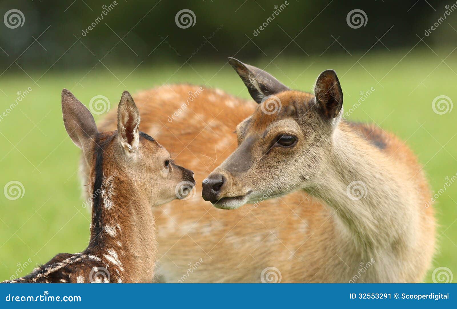 Daini del bambino immagine stock. Immagine di nave, selvaggio - 32553291