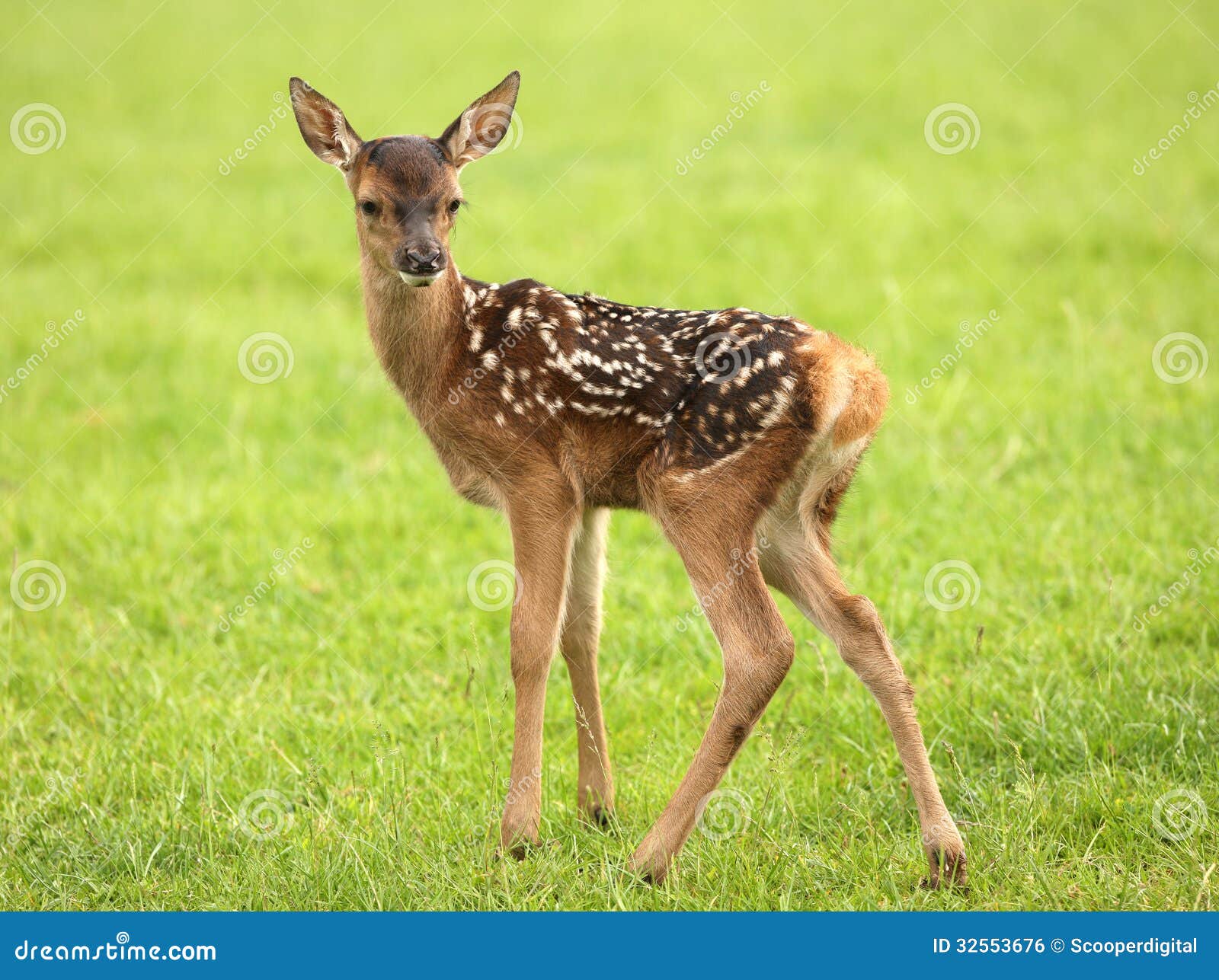 Daini del bambino fotografia stock. Immagine di mammifero - 32553676