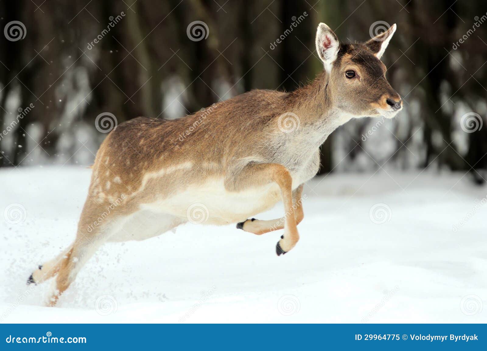 Daini immagine stock. Immagine di foresta, mammiferi - 29964775