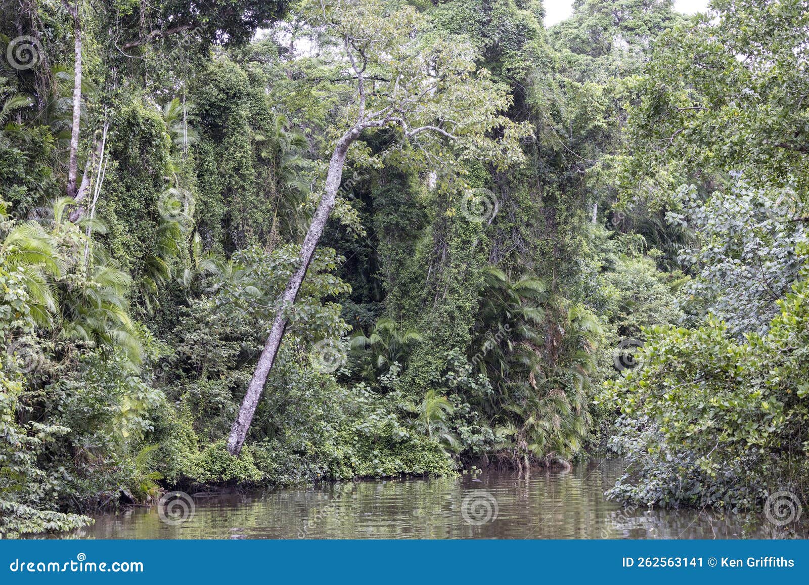 Daintree River rainforest stock image. Image of forest - 262563141