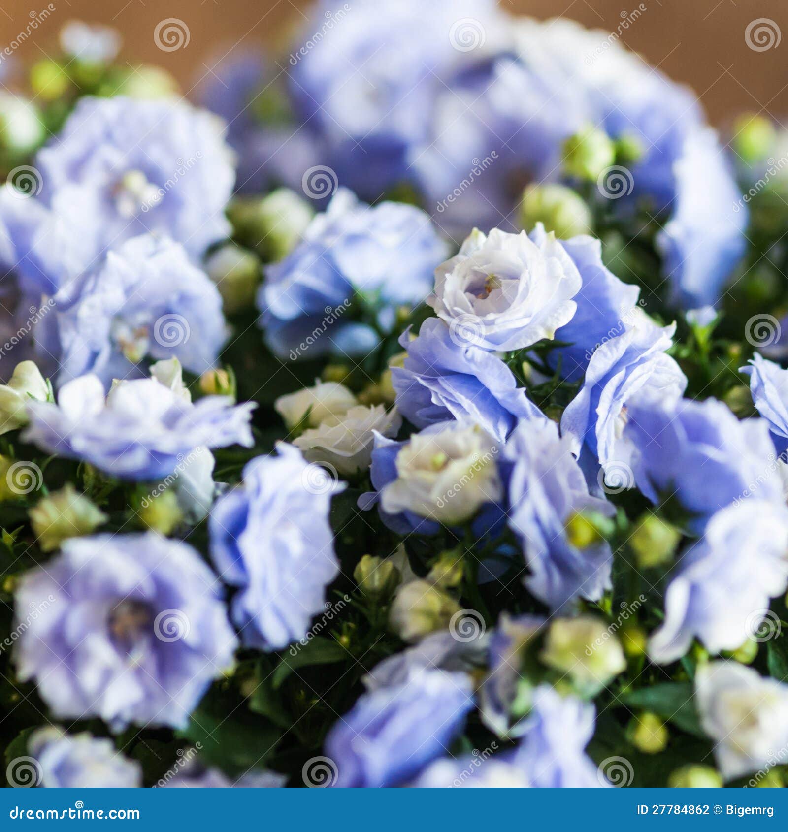 Dainty stock photo. Image of blue, nature, flora, bloom - 27784862