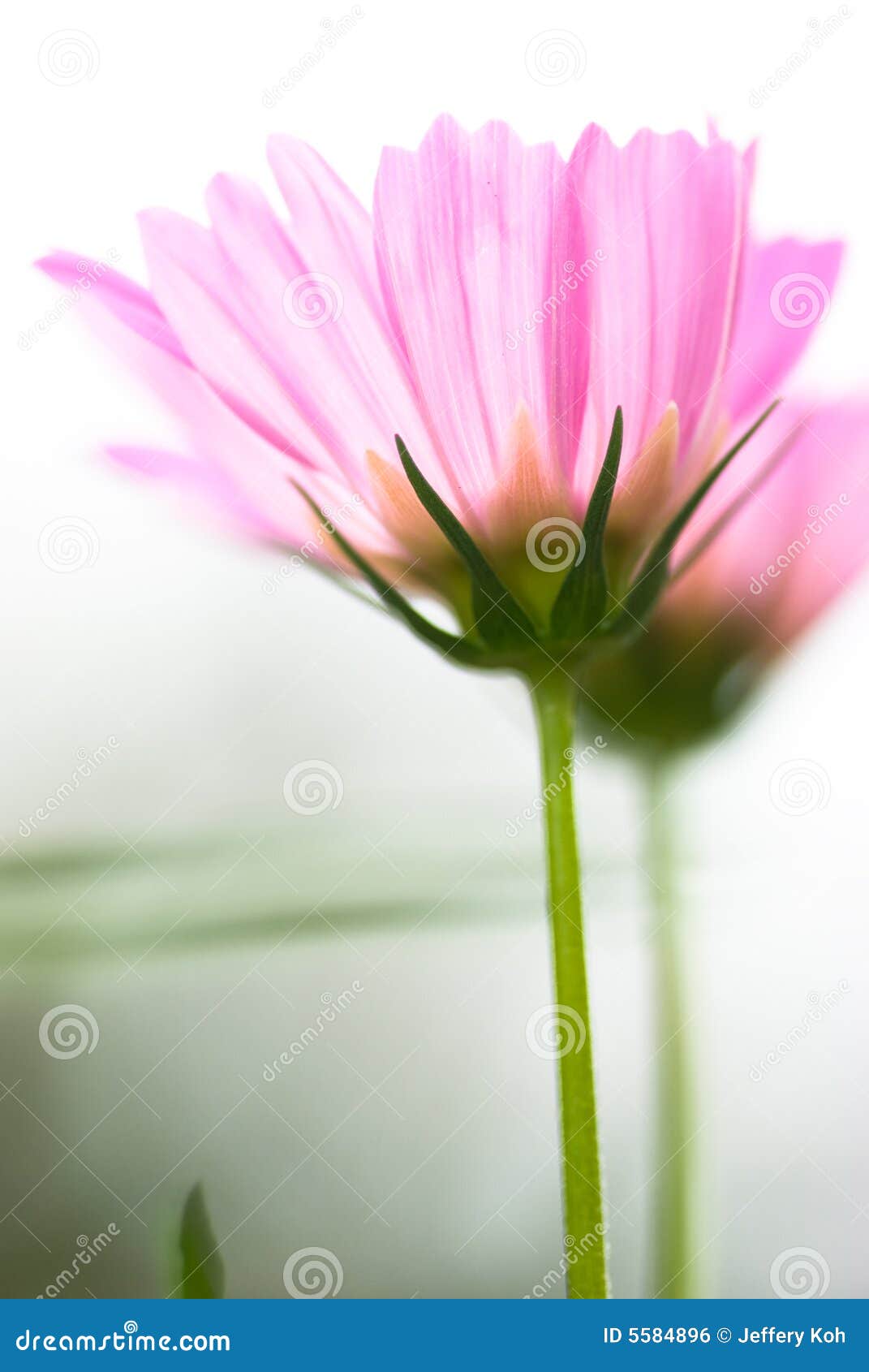 Dainty Flowers stock photo. Image of sepals, hairy, flowers - 5584896