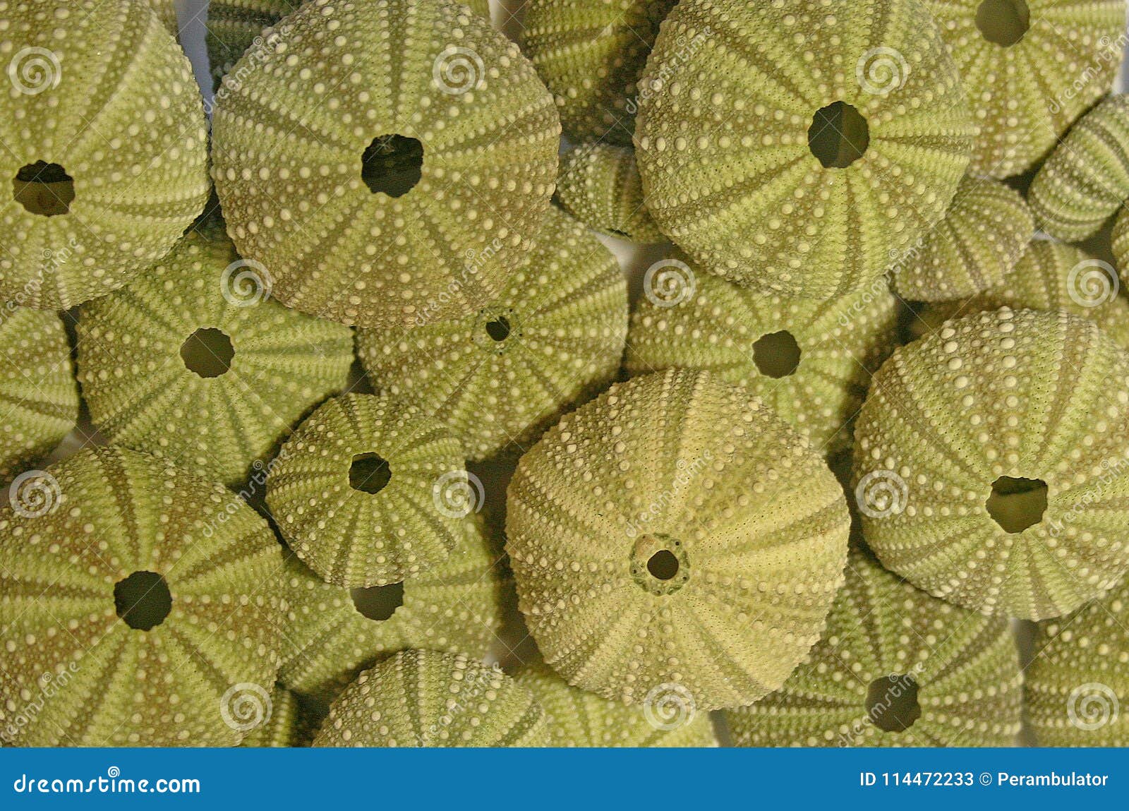 DAINTY GREEN URCHIN SEA SHELLS Stock Image - Image of hollow ...