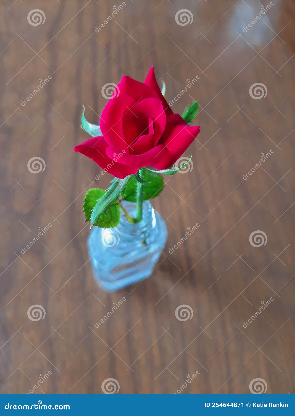 Dainty Rose Flower Red Beauty Stock Image - Image of dainty, flower ...