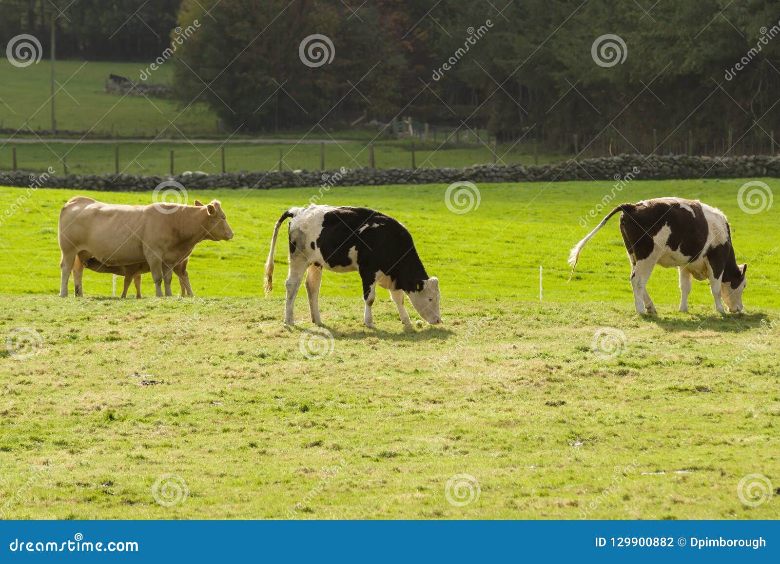 Dairy and Beef Cattle stock photo. Image of cows, grass - 129900882