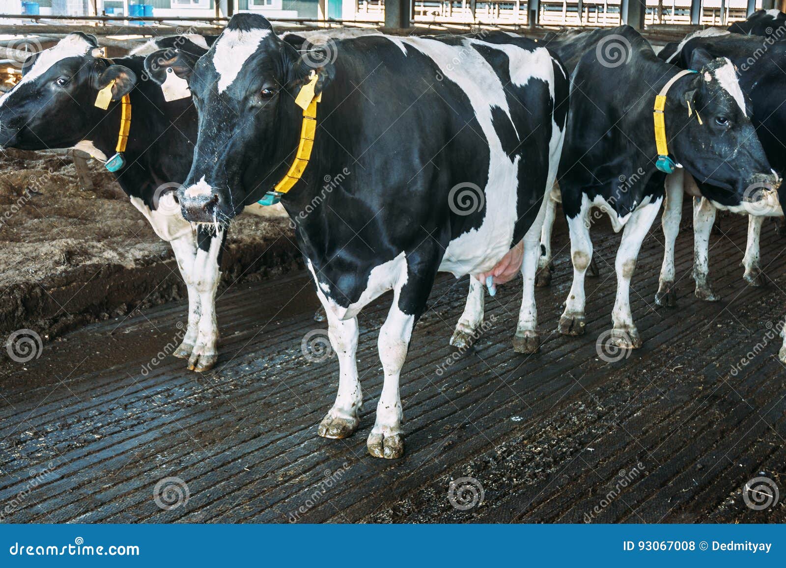 Dairy Black and White Cows. Modern Cowshed Editorial Stock Photo ...