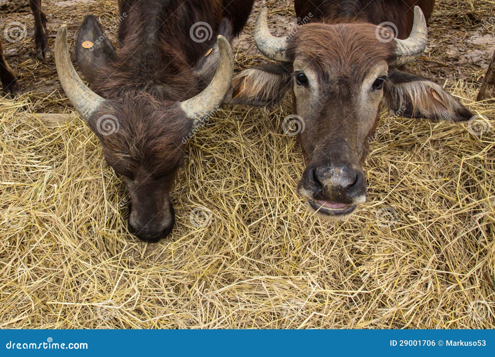 Dairy buffalo stock photo. Image of outdoor, green, rural - 29001706