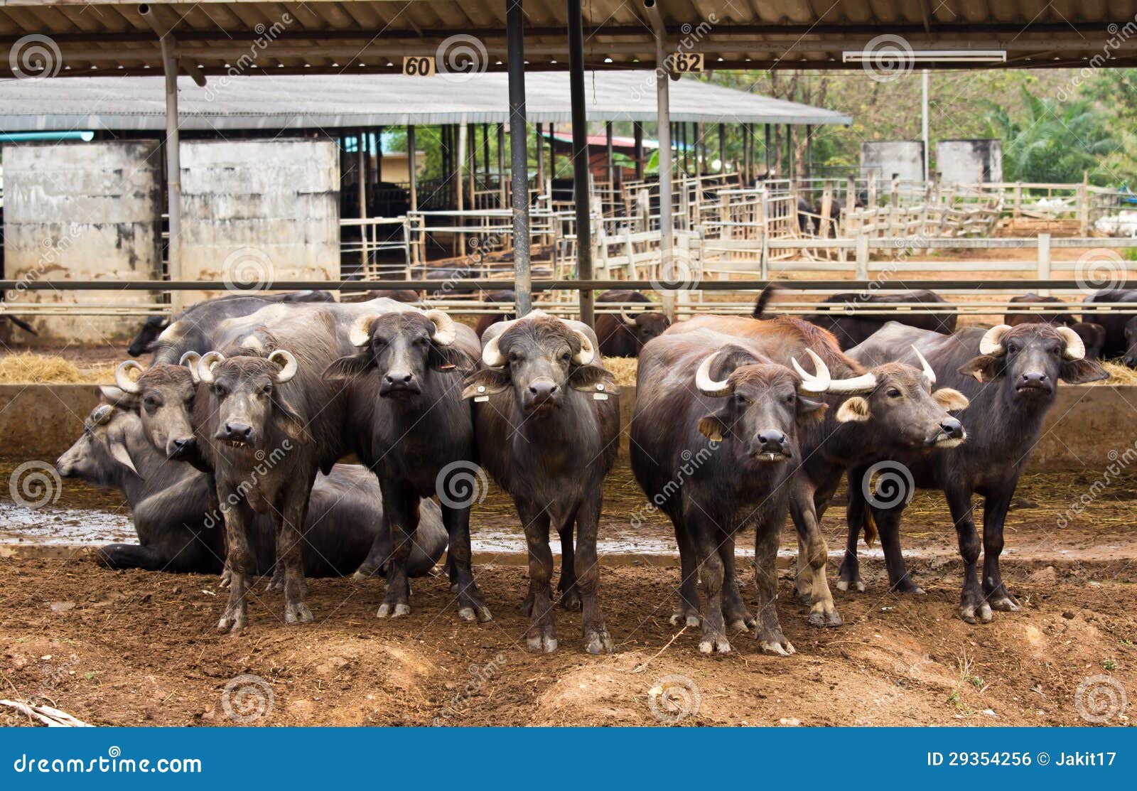 Dairy buffalo stock photo. Image of field, season, people - 29354256