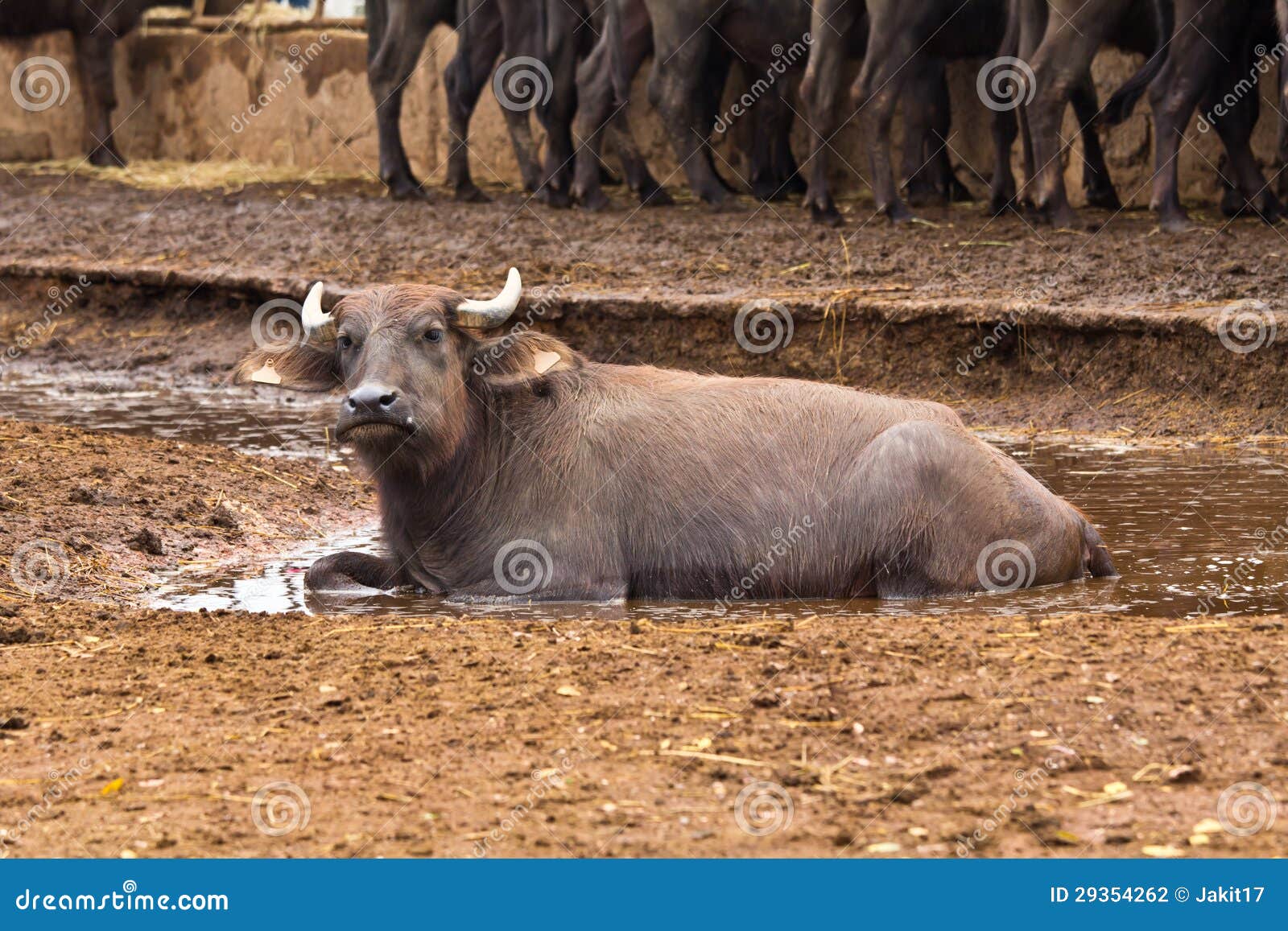 Dairy buffalo stock photo. Image of outdoors, livestock - 29354262