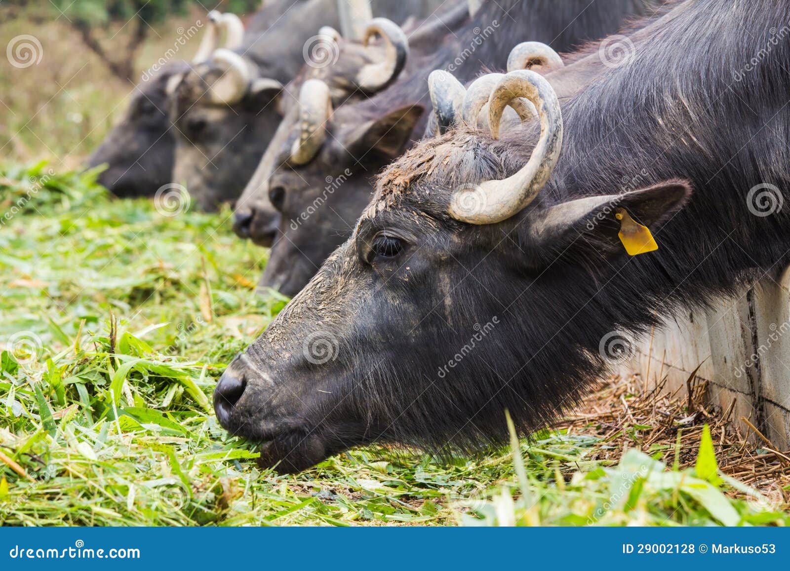 Dairy buffalo eating grass stock photo. Image of countryside - 29002128