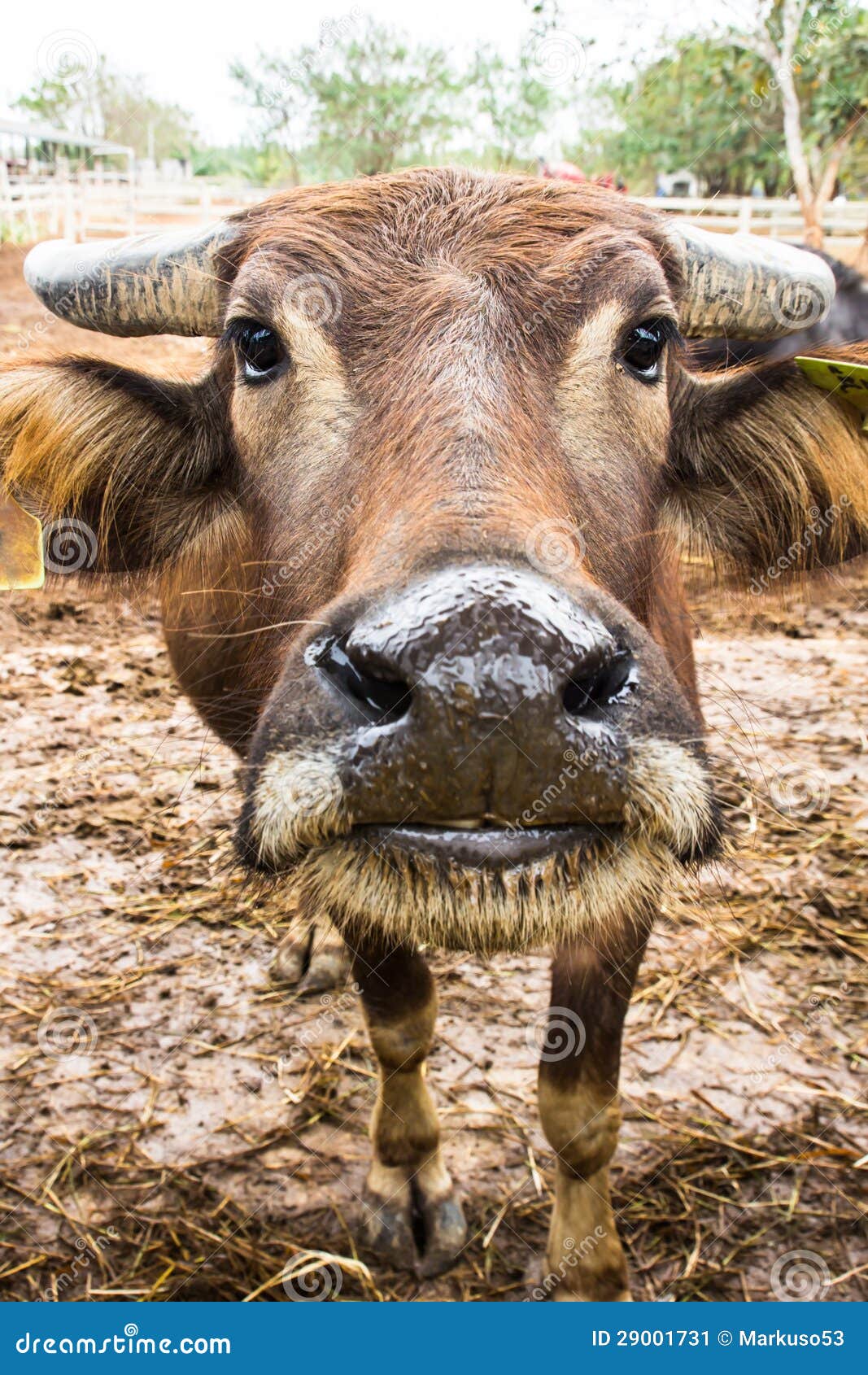 Dairy buffalo in farm stock image. Image of grass, buffalo - 29001731