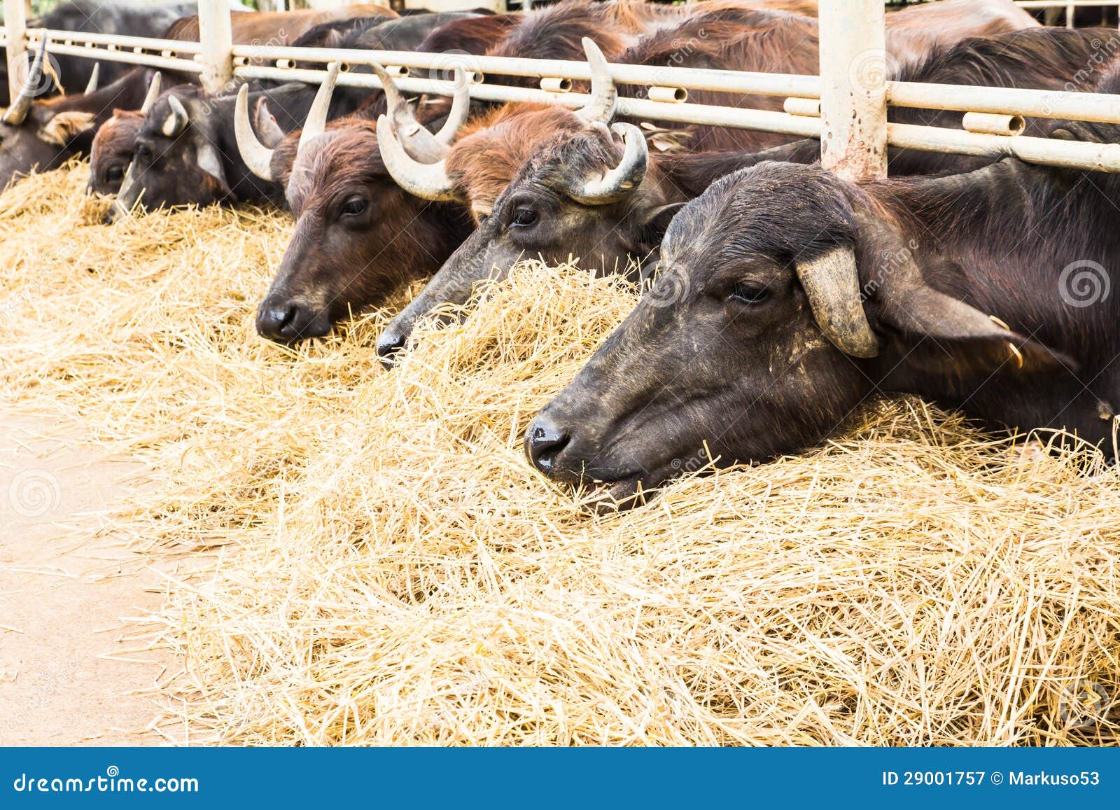 Dairy buffalo in farm stock image. Image of domestic - 29001757