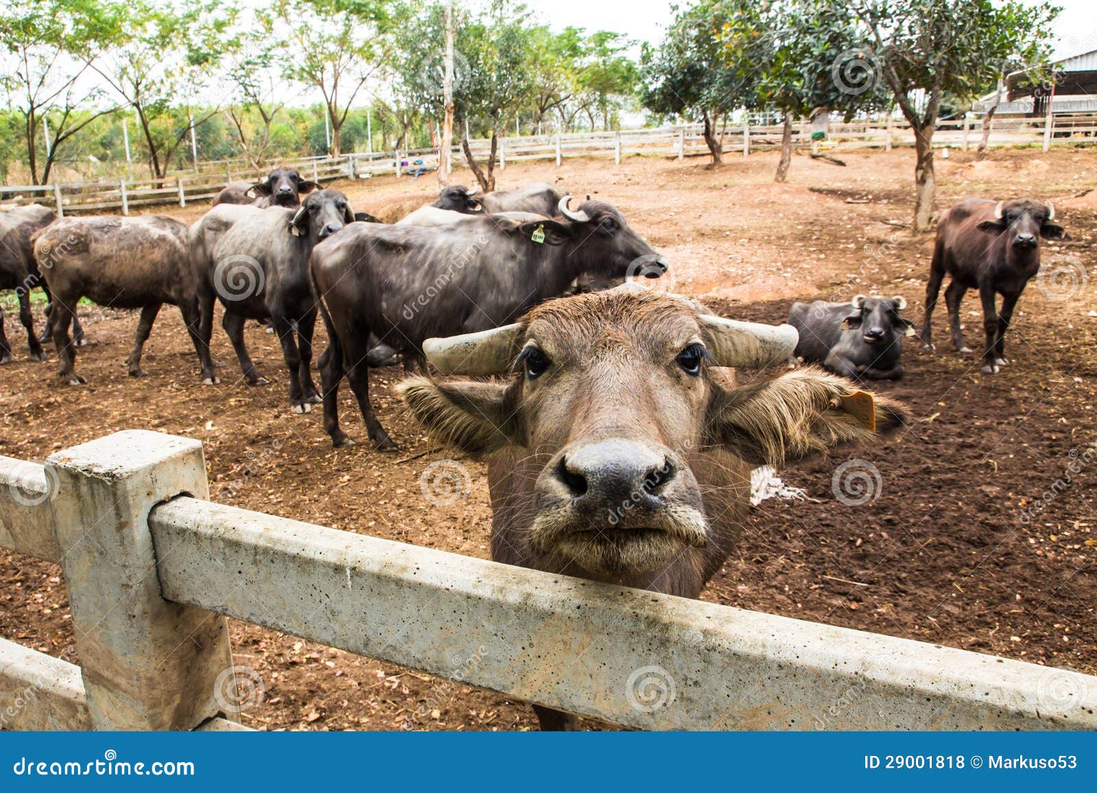 Dairy buffalo in stables stock photo. Image of resting - 29001818