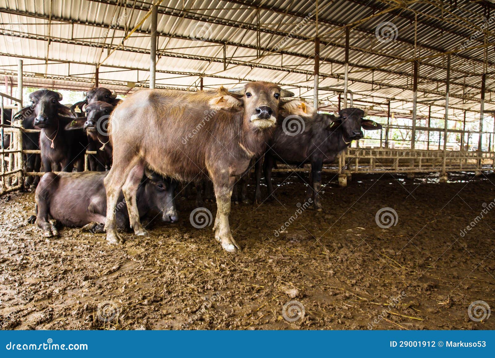 Dairy buffalo in stables stock photo. Image of countryside - 29001912