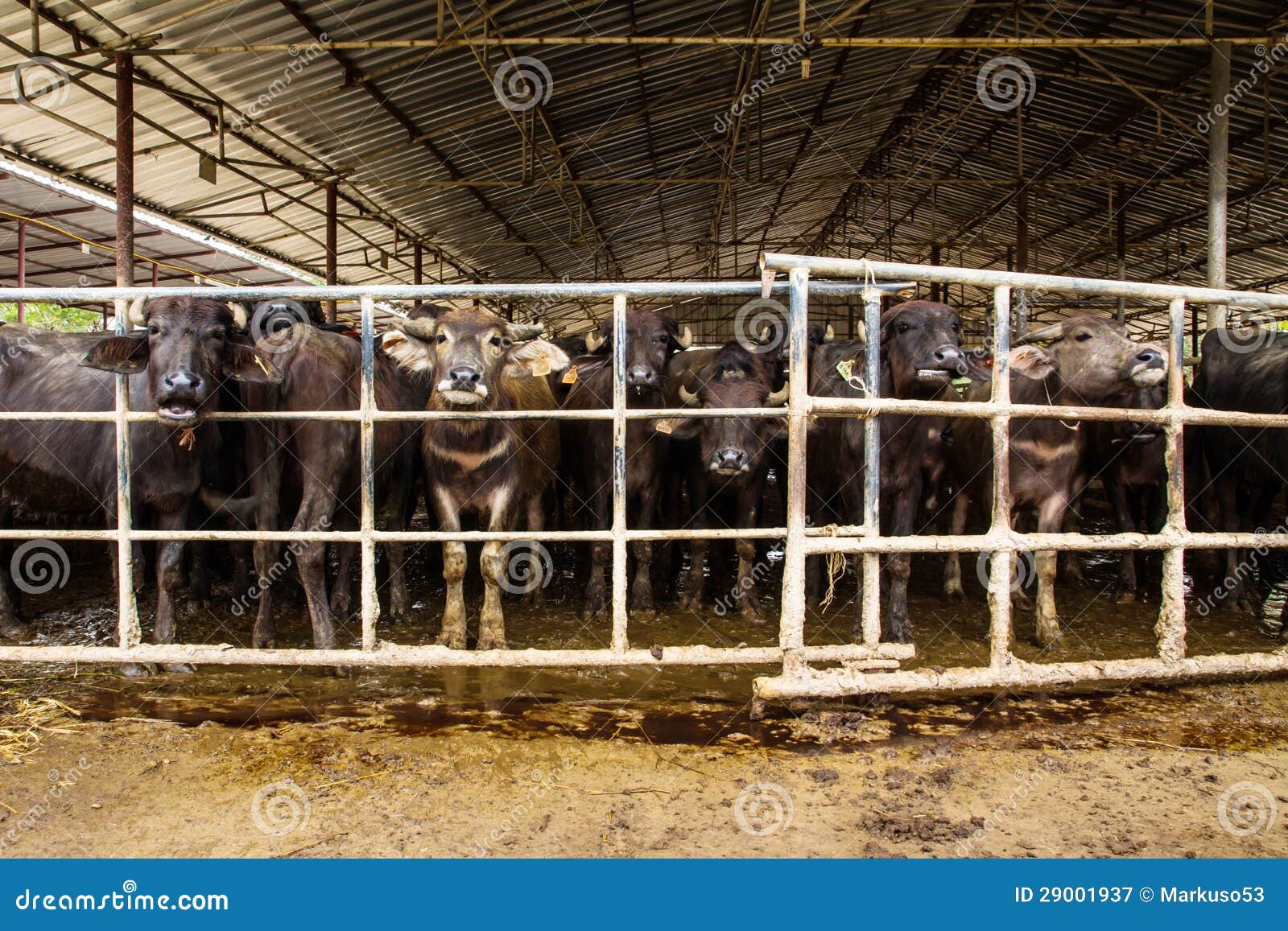 Dairy buffalo in stables stock image. Image of mammal - 29001937