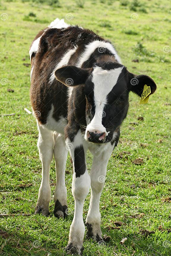 Dairy Calf stock photo. Image of animal, baby, field, animals - 30370