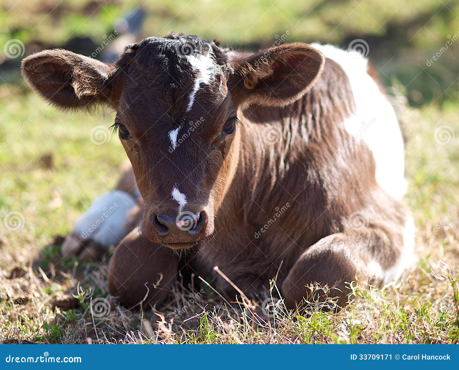 Dairy Calf Enjoying the Sunshine Stock Image - Image of baby, jersey ...