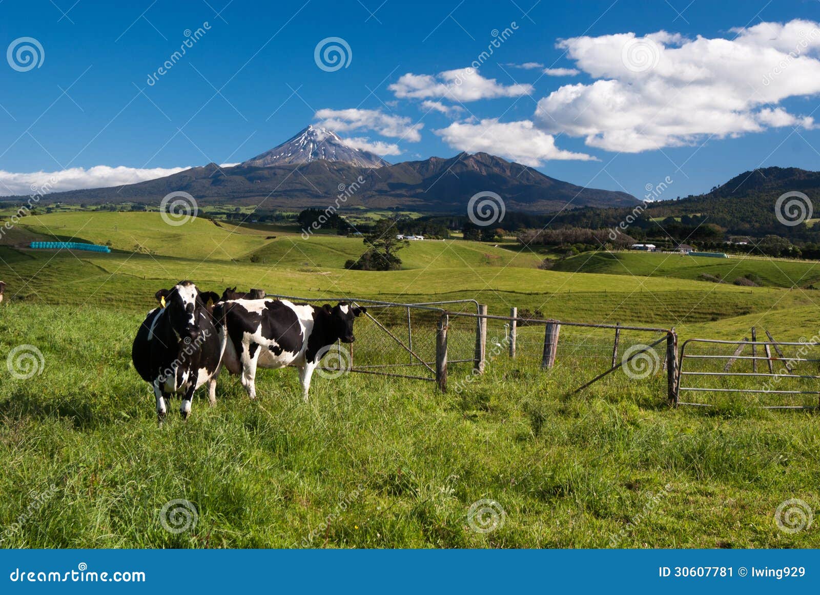 Dairy cattle stock image. Image of plymouth, fertile - 30607781