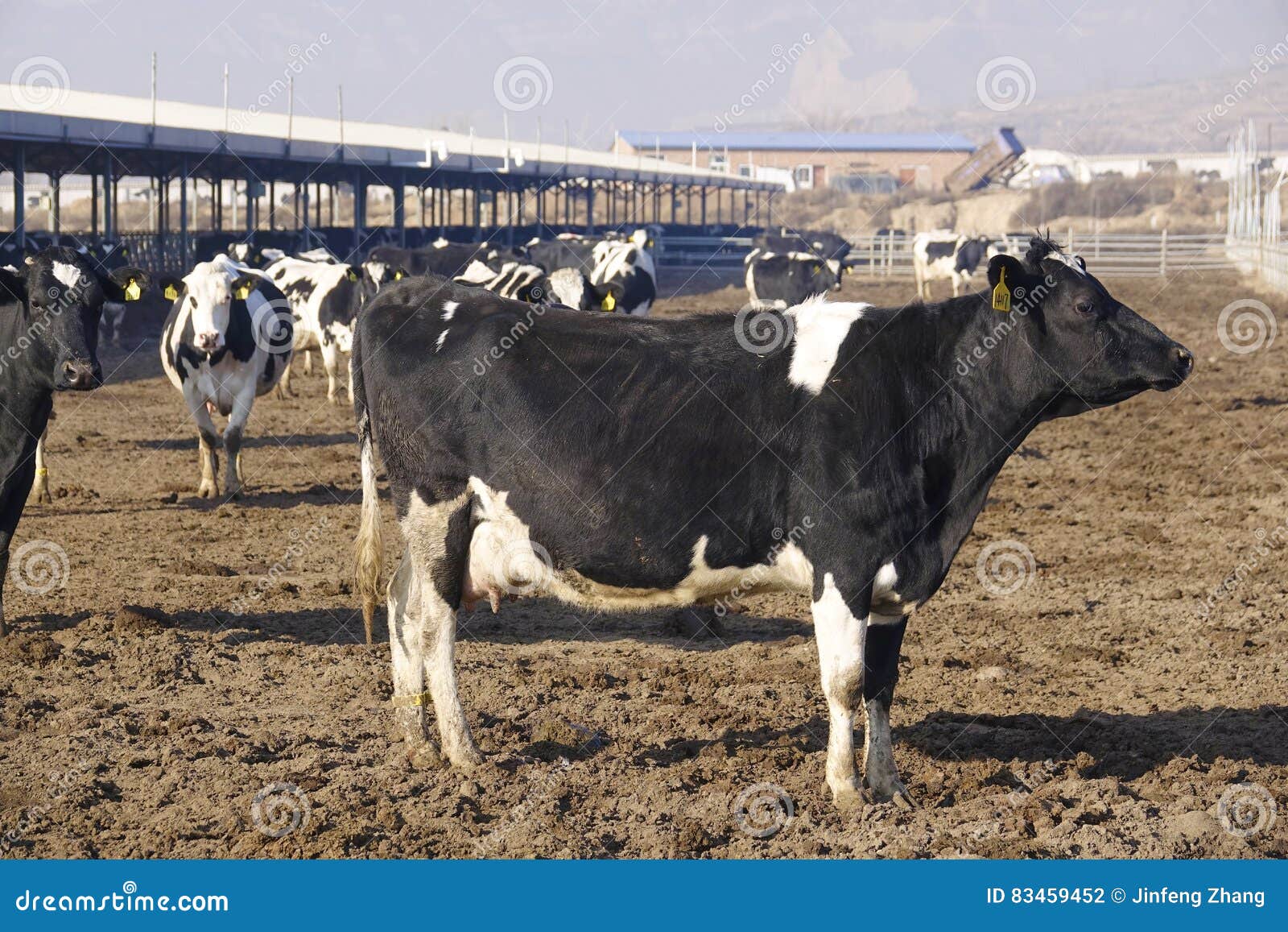 Dairy cattle farms stock photo. Image of cattle, milch - 83459452