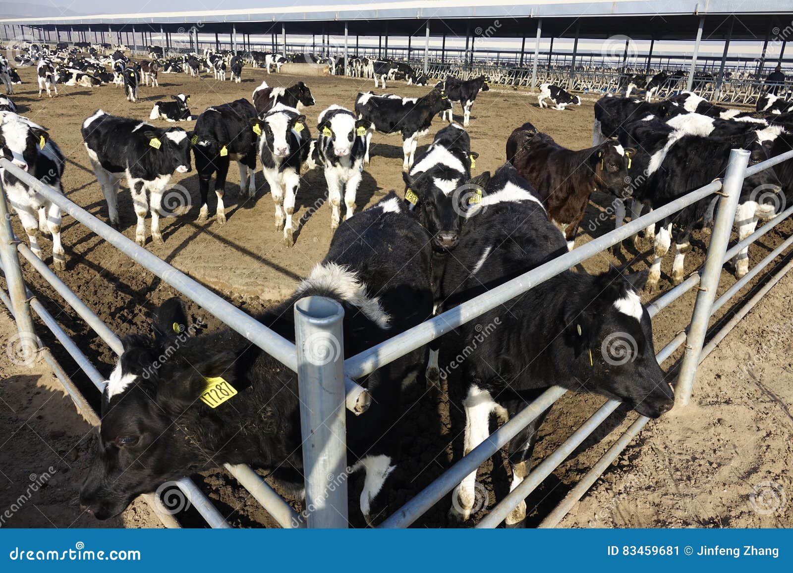 Dairy cattle farms stock image. Image of livestock, milch - 83459681
