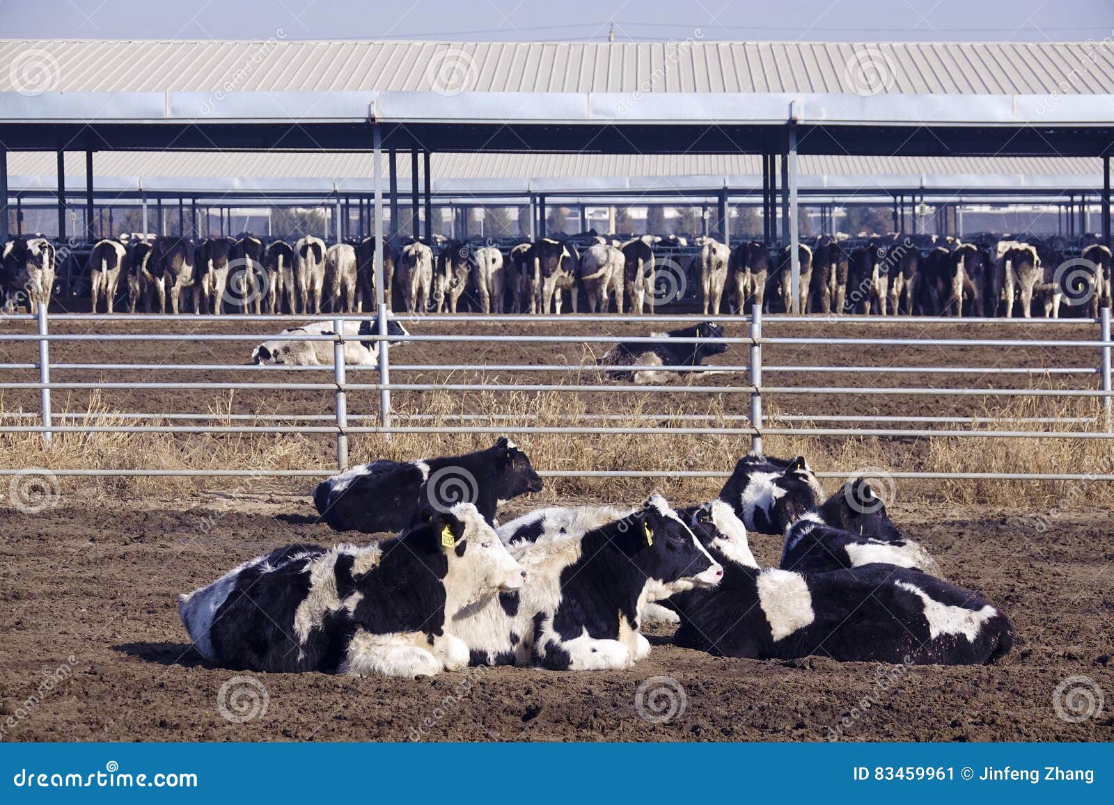 Dairy cattle farms stock image. Image of animals, farm - 83459961