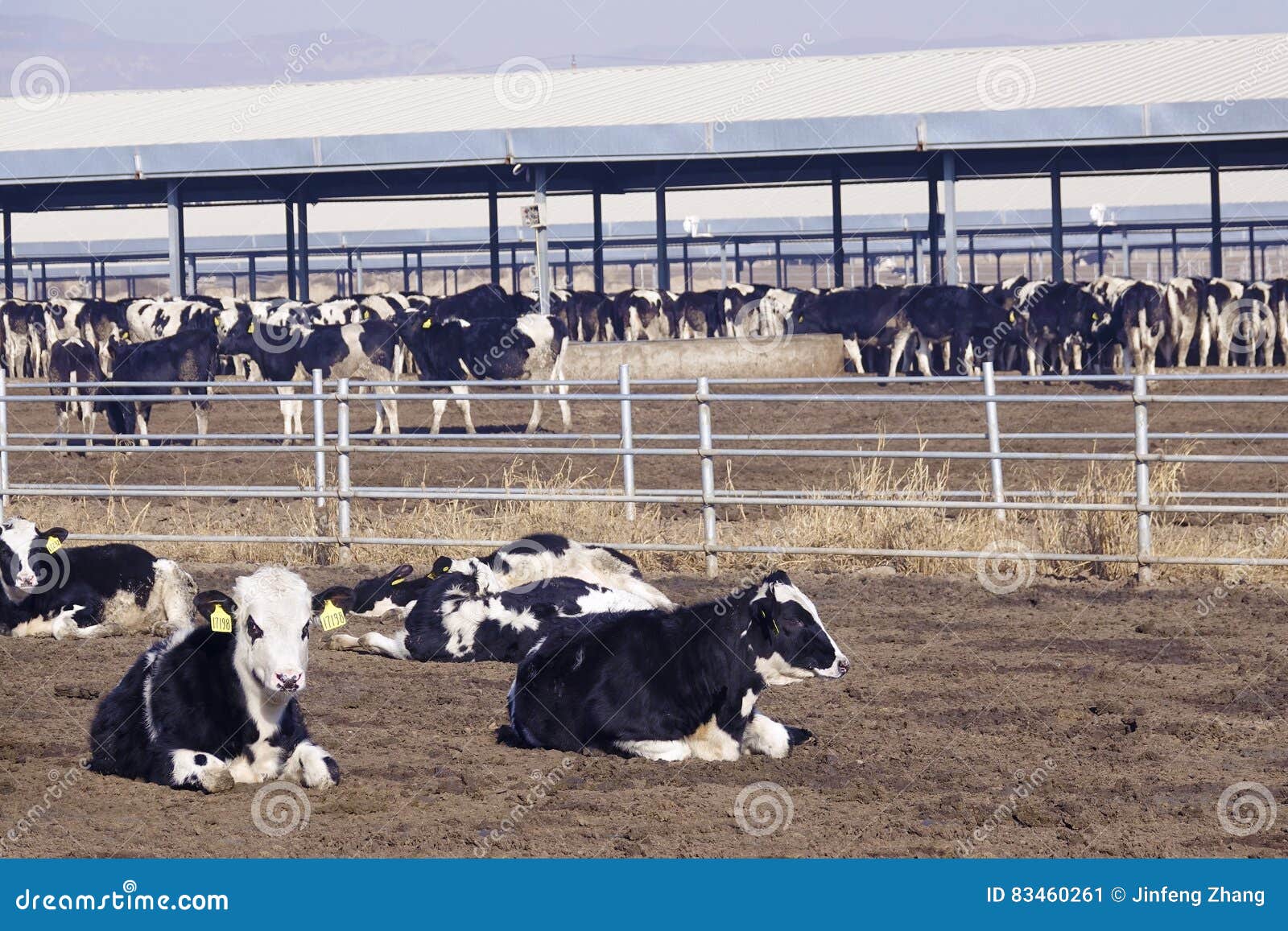 Dairy cattle farms stock image. Image of livestock, farm - 83460261