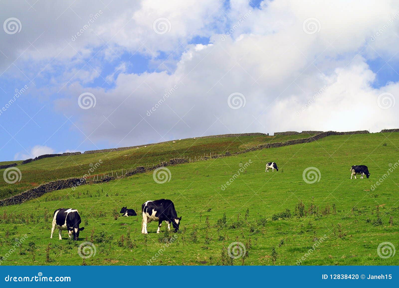 Dairy cattle in field stock photo. Image of dales, grass - 12838420