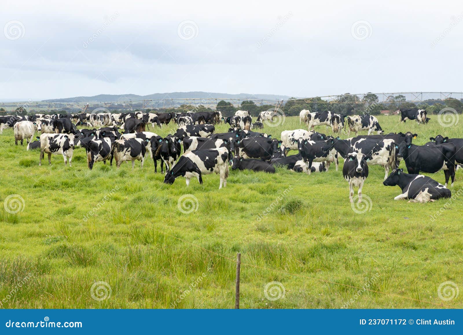 Dairy cattle in a field stock photo. Image of beef, eating - 237071172