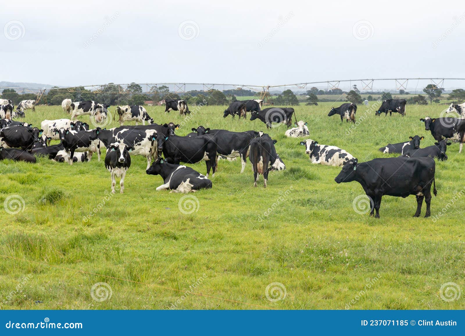 Dairy cattle in a field stock image. Image of bovine - 237071185