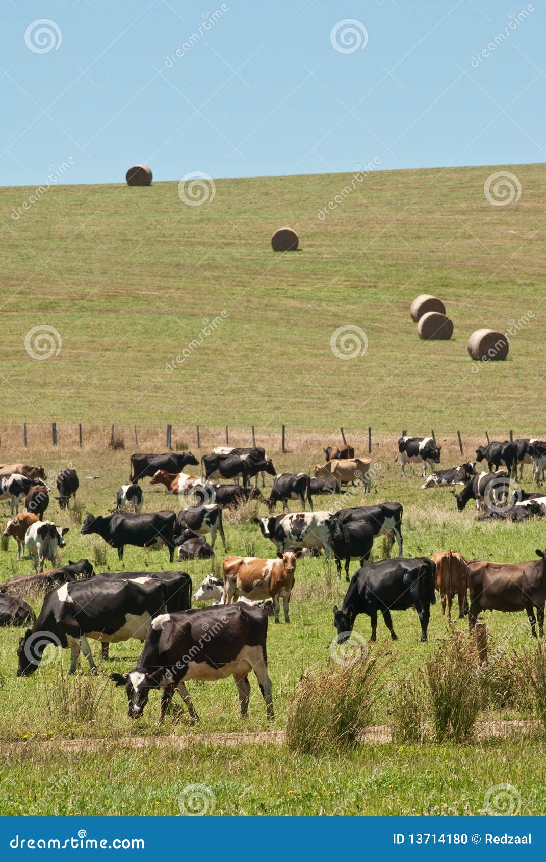 Dairy Cattle with Hay Bales Stock Photo - Image of leather, livestock ...